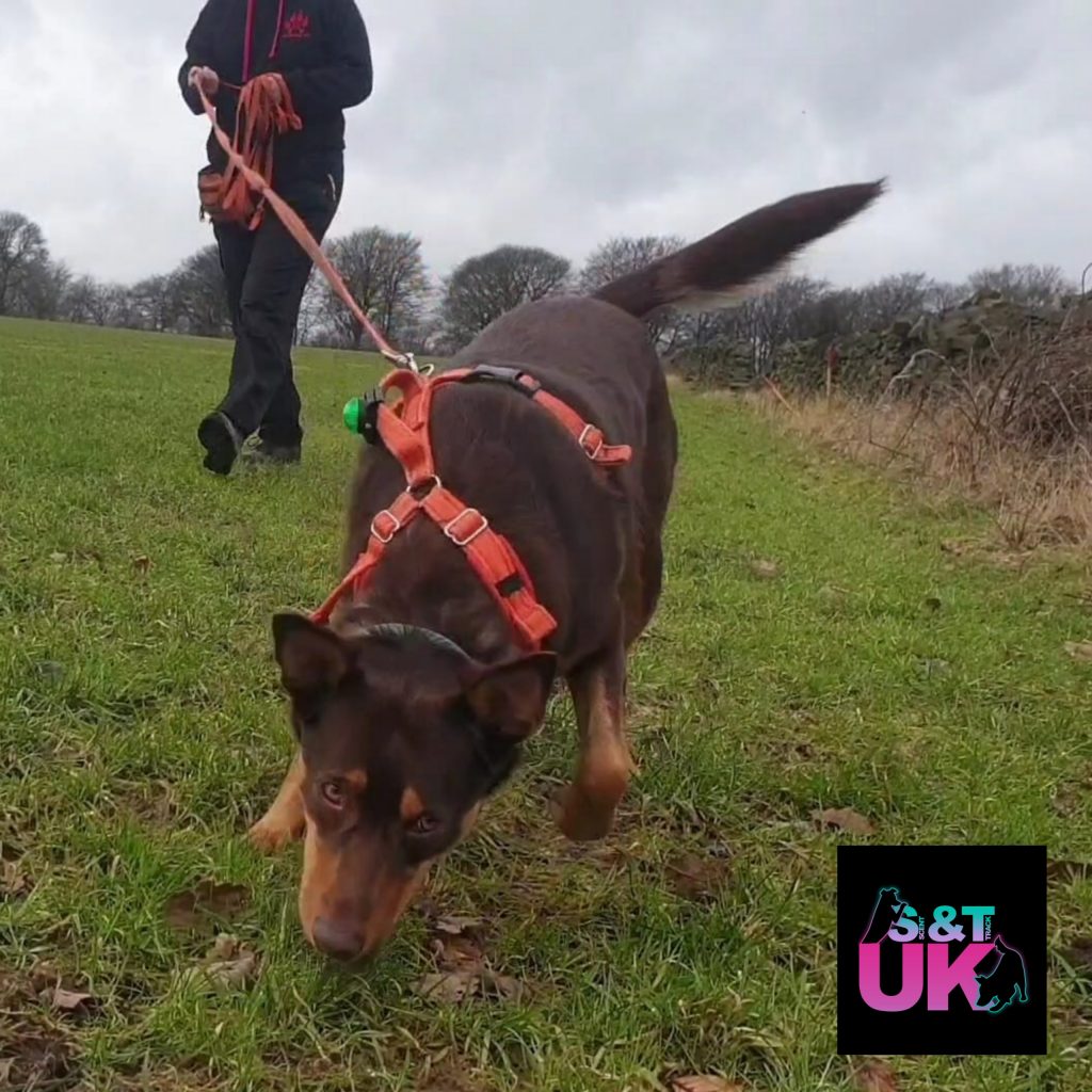 One-to-One Training: TrackStars, Puppy Scent Games, or Scentwork with ...